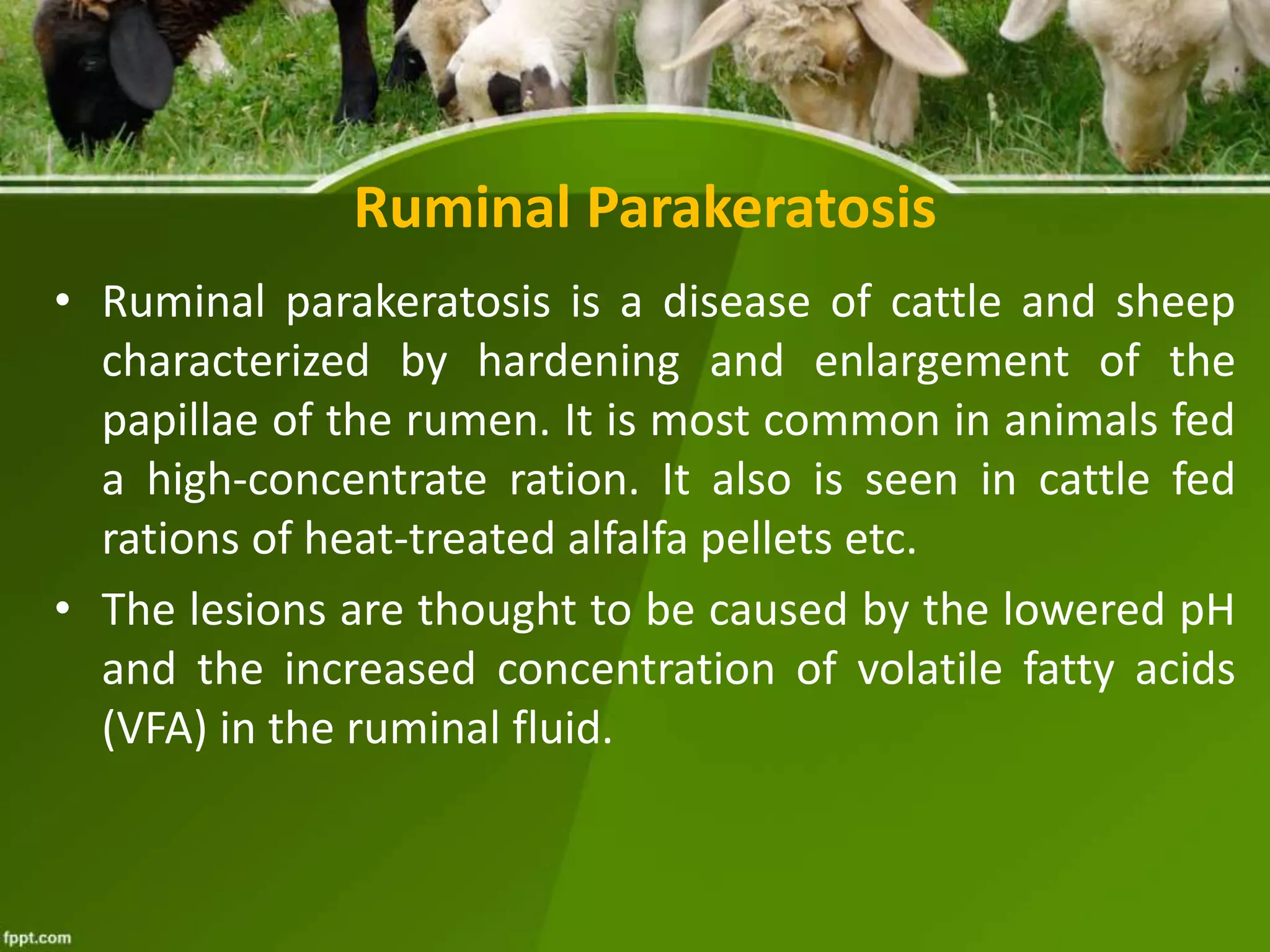 comparative anatomy of aniaml stomach and pathology of ruminent stomac | PPTX