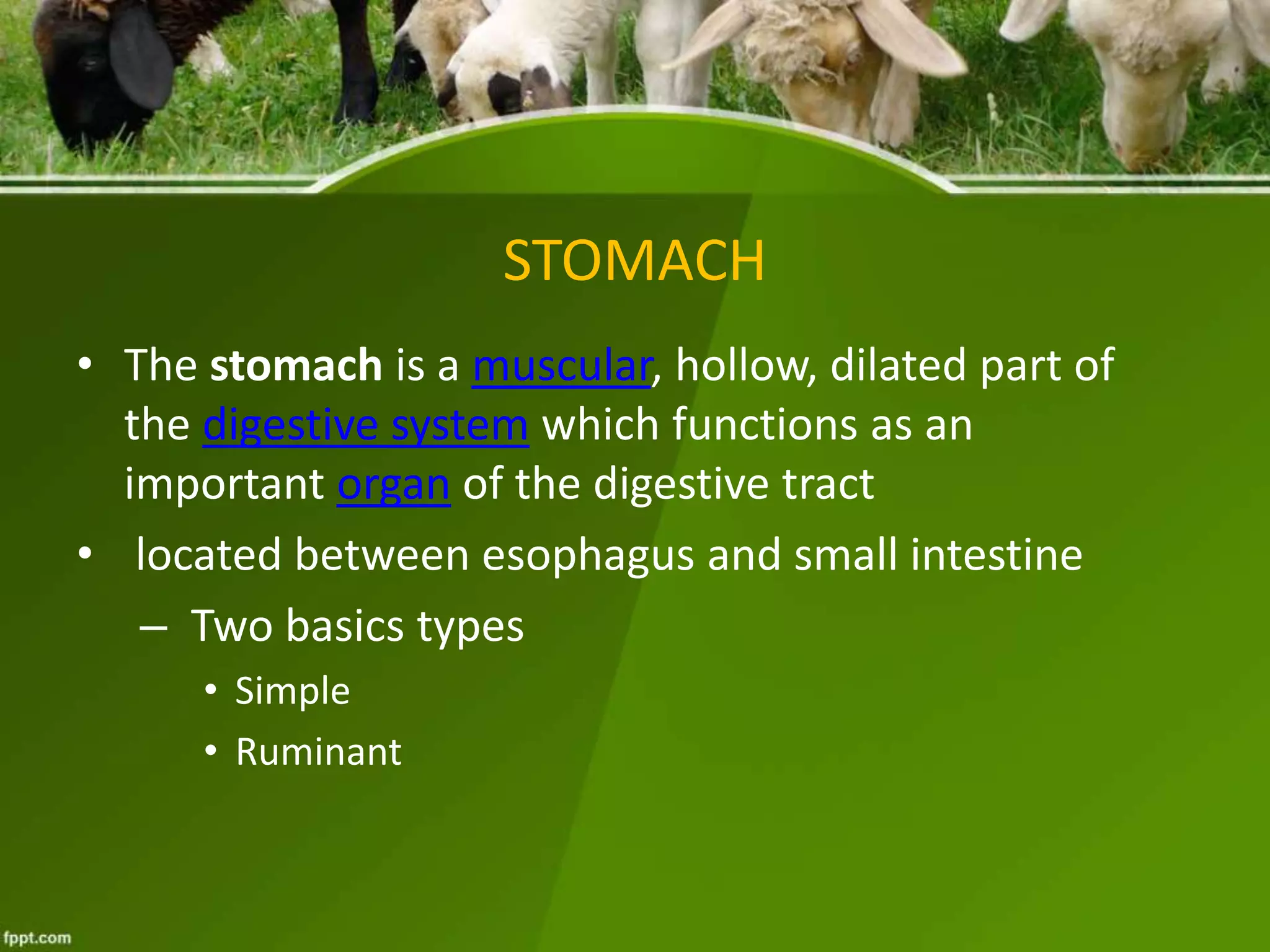 comparative anatomy of aniaml stomach and pathology of ruminent stomac ...