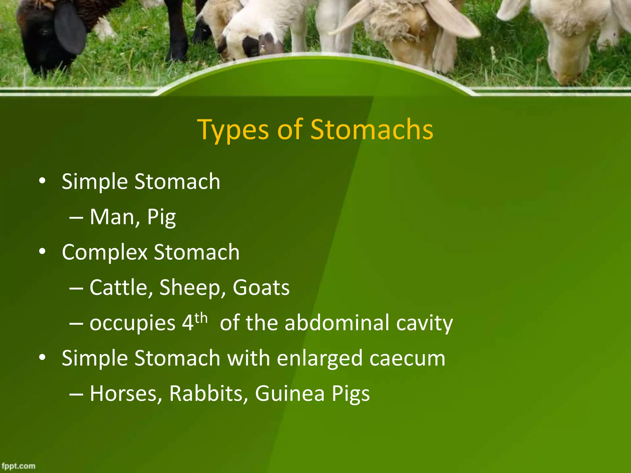 comparative anatomy of aniaml stomach and pathology of ruminent stomac ...