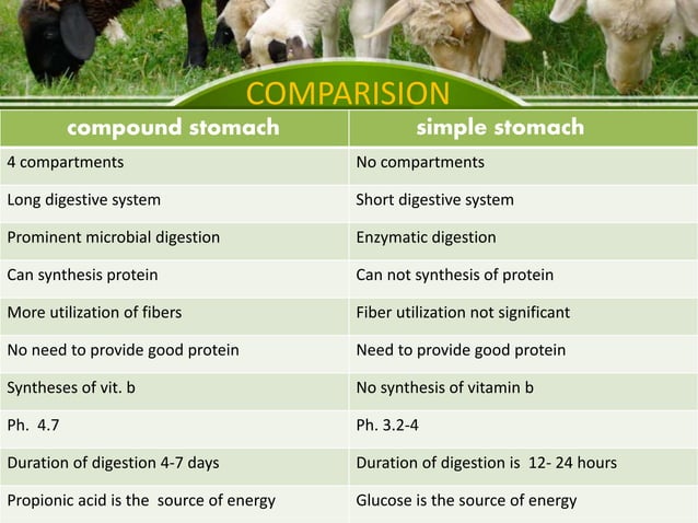comparative anatomy of aniaml stomach and pathology of ruminent stomac ...