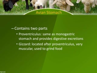 comparative anatomy of aniaml stomach and pathology of ruminent stomac ...