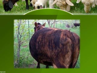 comparative anatomy of aniaml stomach and pathology of ruminent stomac ...