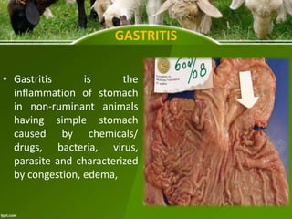 comparative anatomy of aniaml stomach and pathology of ruminent stomac ...