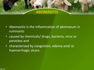 comparative anatomy of aniaml stomach and pathology of ruminent stomac ...
