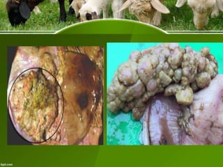 comparative anatomy of aniaml stomach and pathology of ruminent stomac ...