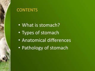 comparative anatomy of aniaml stomach and pathology of ruminent stomac ...