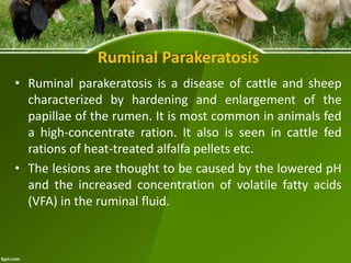 comparative anatomy of aniaml stomach and pathology of ruminent stomac ...