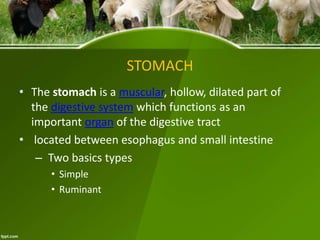 comparative anatomy of aniaml stomach and pathology of ruminent stomac ...