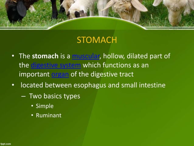 comparative anatomy of aniaml stomach and pathology of ruminent stomac ...