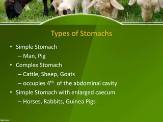 comparative anatomy of aniaml stomach and pathology of ruminent stomac ...
