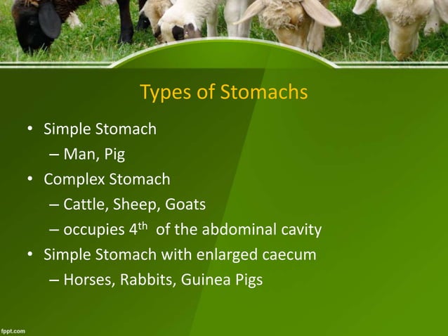 comparative anatomy of aniaml stomach and pathology of ruminent stomac ...