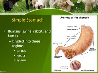 comparative anatomy of aniaml stomach and pathology of ruminent stomac ...