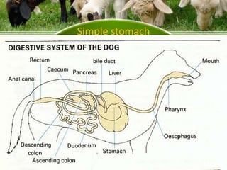 comparative anatomy of aniaml stomach and pathology of ruminent stomac ...