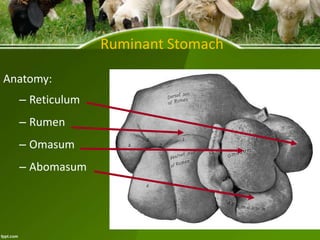 comparative anatomy of aniaml stomach and pathology of ruminent stomac ...