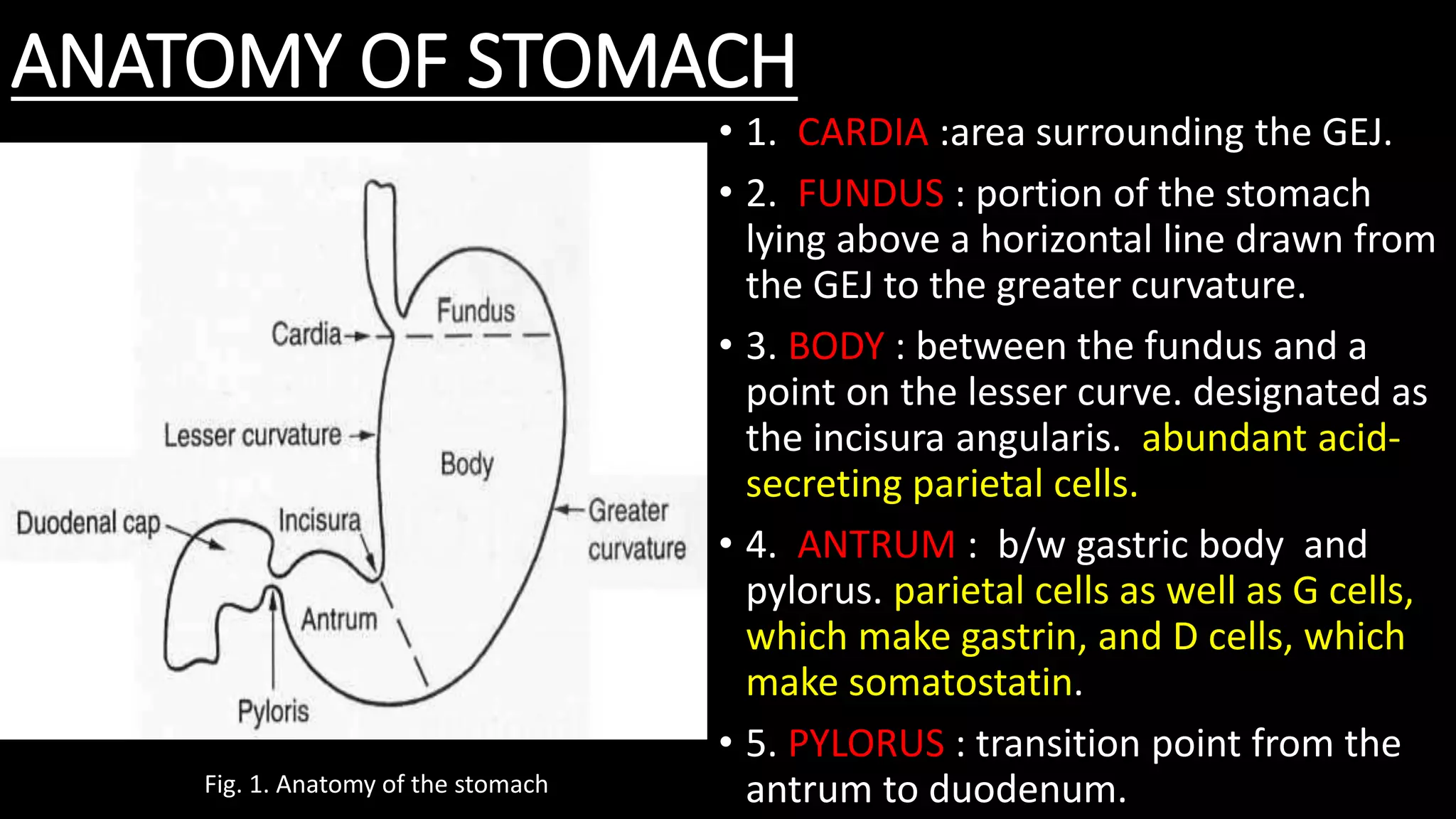 Stomach radiology | PPTX