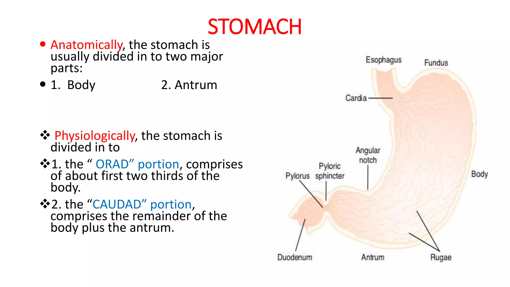 Stomach ANATOMY, FUNCTIONS AND SECRETIONS (the guyton and hall ...