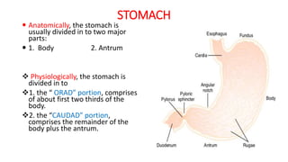 Stomach ANATOMY, FUNCTIONS AND SECRETIONS (the guyton and hall ...
