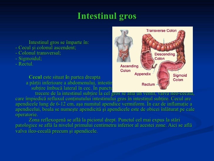 Stomacul, Intestinul Subtire, Intestinul Gros