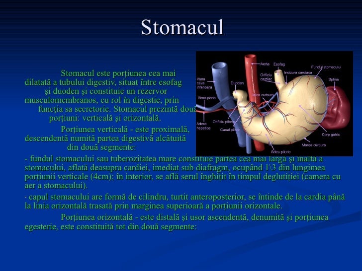Stomacul, Intestinul Subtire, Intestinul Gros