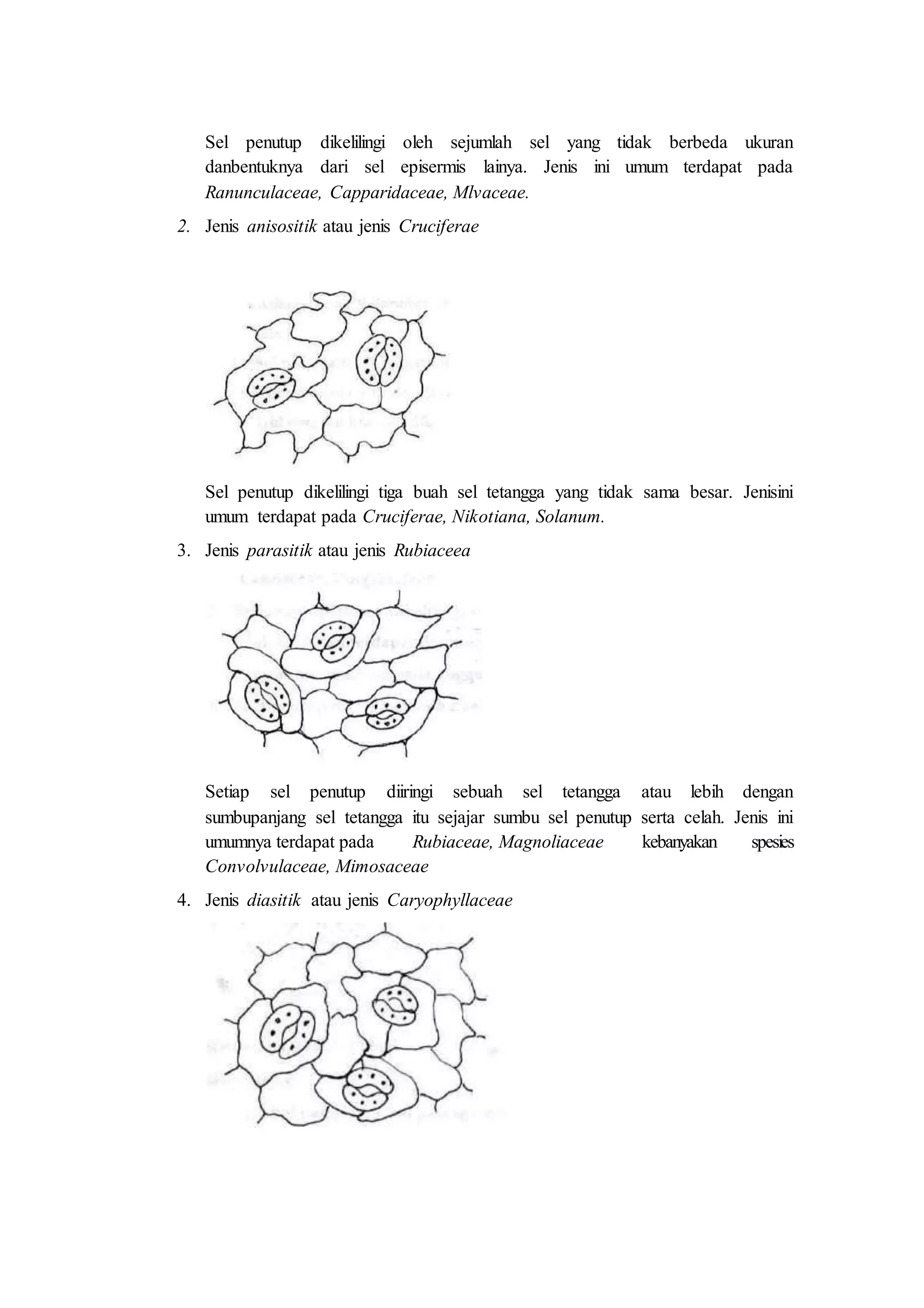 Stomata | DOCX