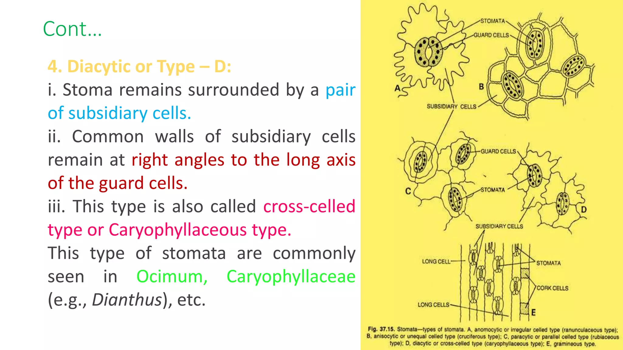 Stomata | PPTX