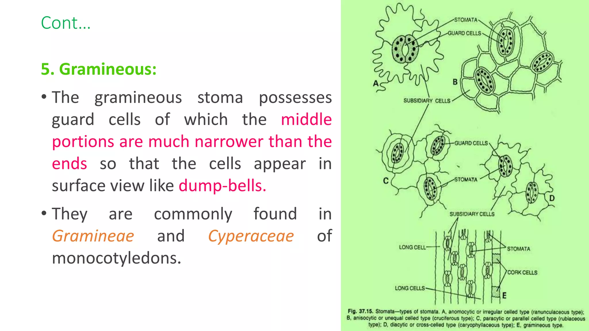 Stomata | PPTX