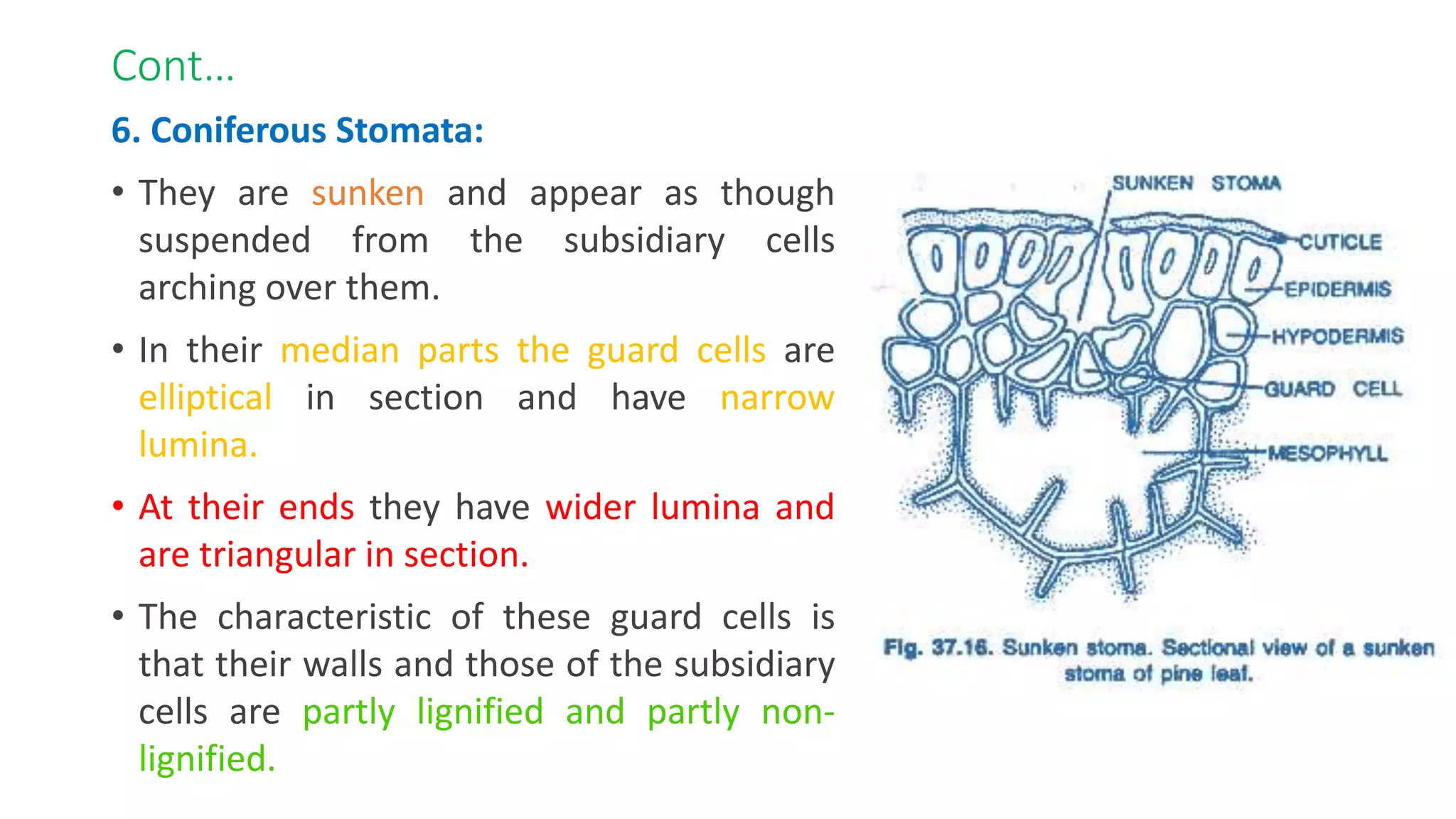 Stomata | PPTX