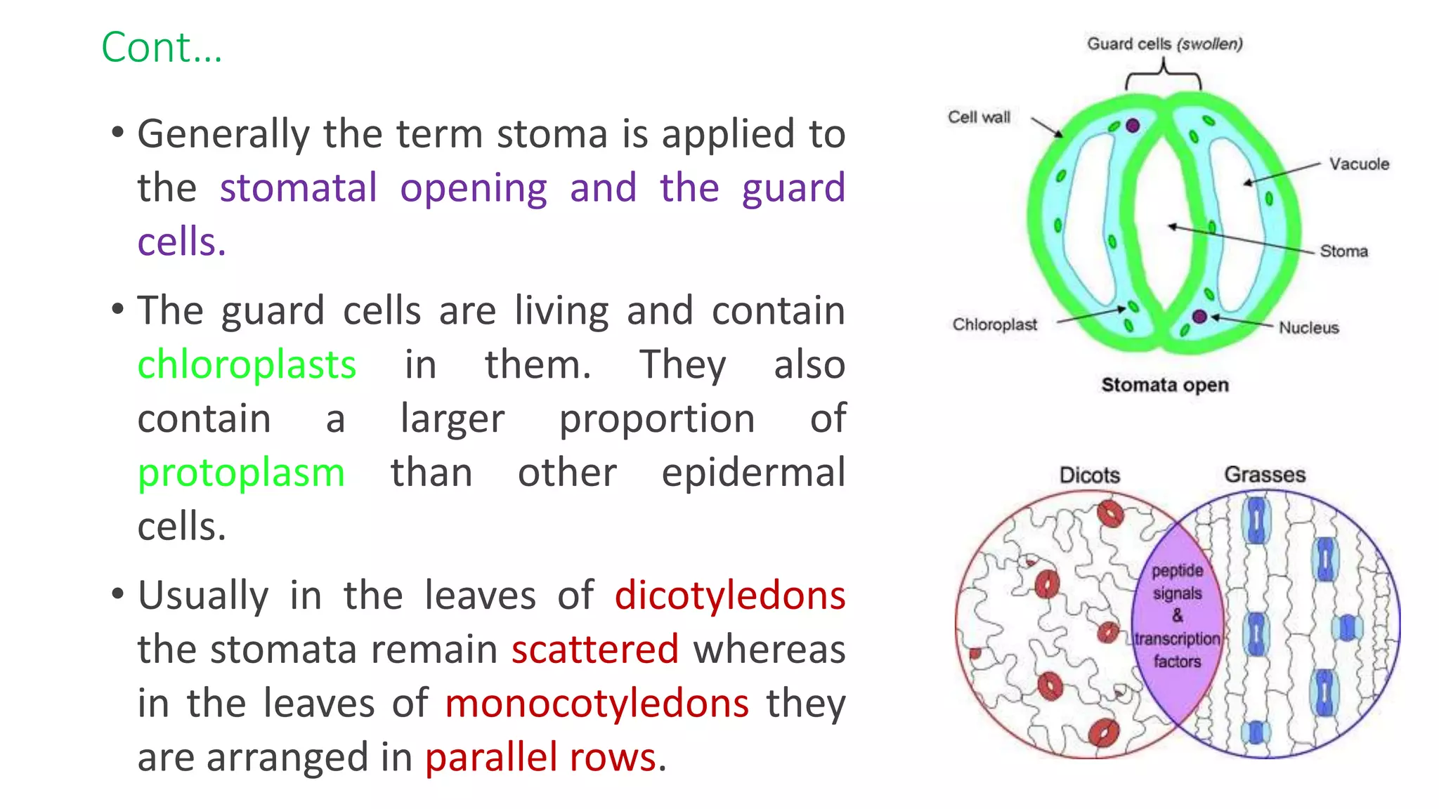 Stomata | PPTX