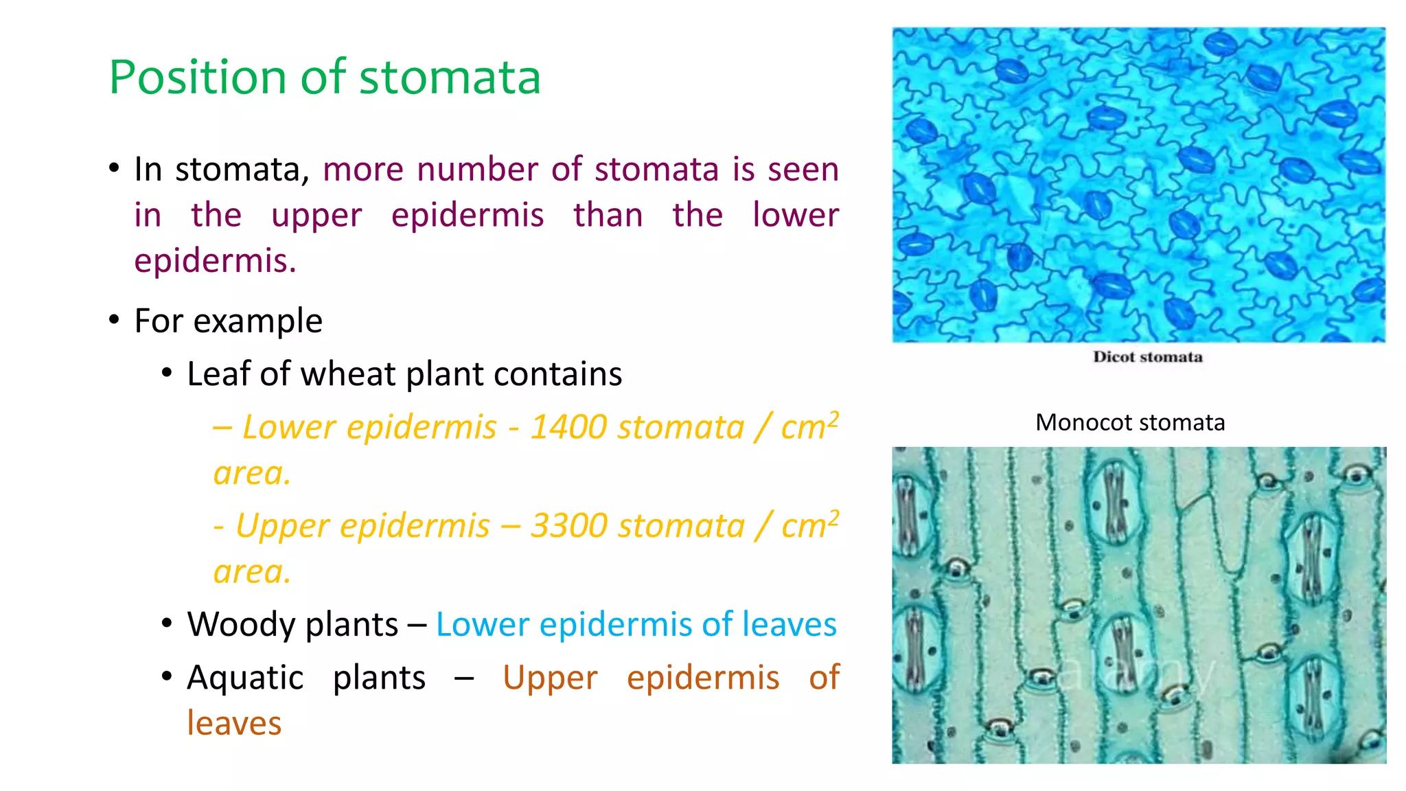 Stomata | PPTX