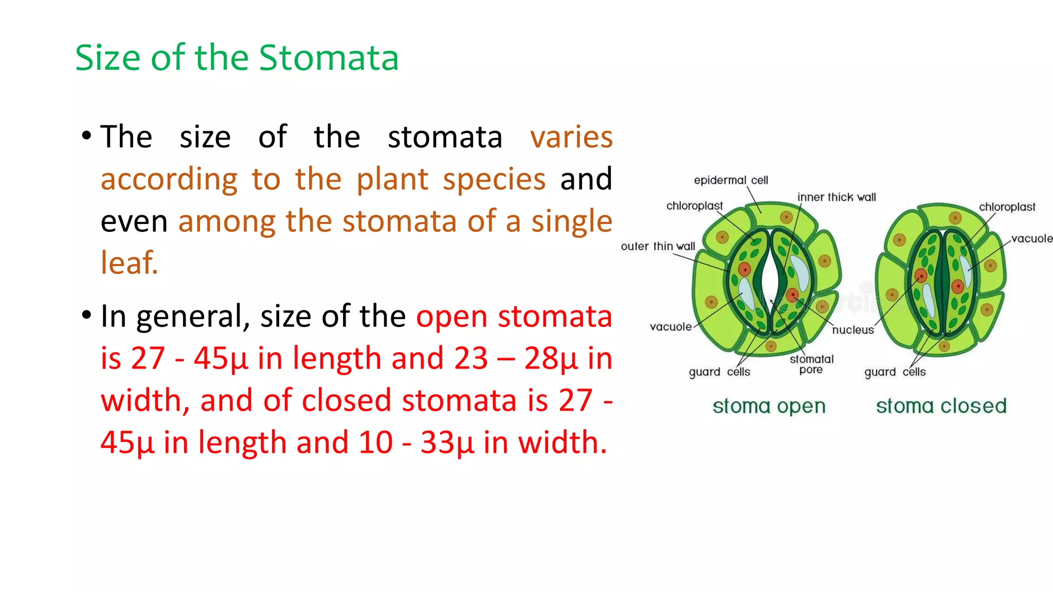 Stomata | PPTX