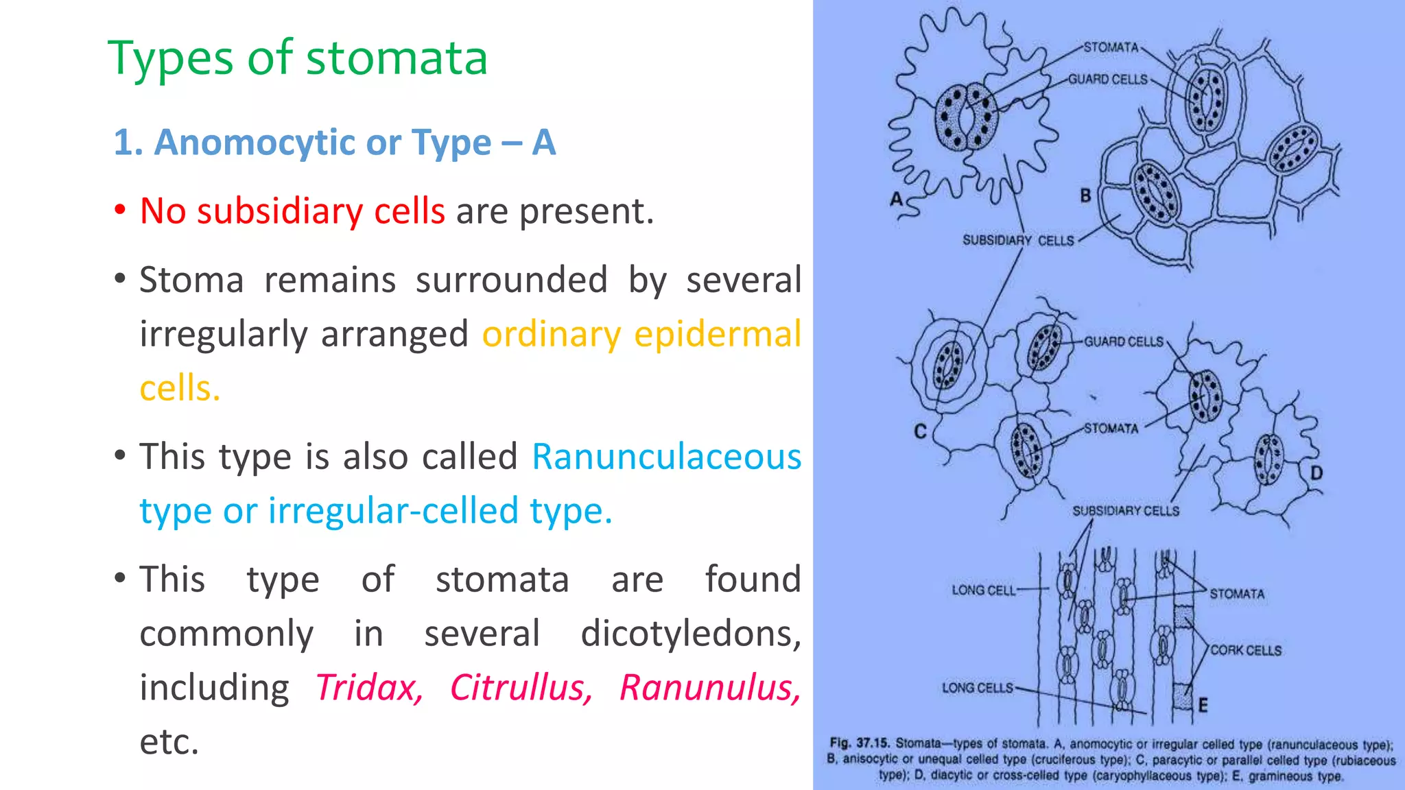 Stomata | PPTX