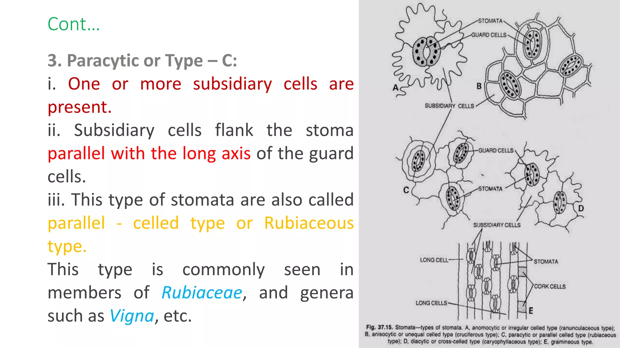 Stomata | PPTX