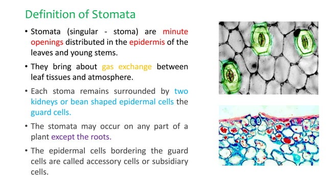 Stomata | PPTX