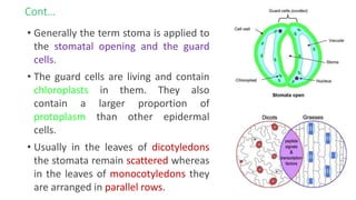 Stomata | PPTX