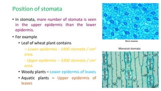 Stomata | PPTX
