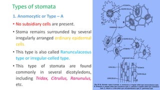 Stomata | PPTX