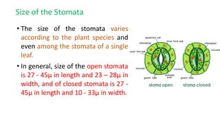 Stomata In Plants Definition