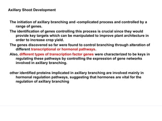 Stomata and Axillary Shoot Development in plants | PPTX