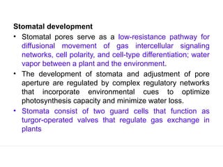 Stomata and Axillary Shoot Development in plants | PPTX