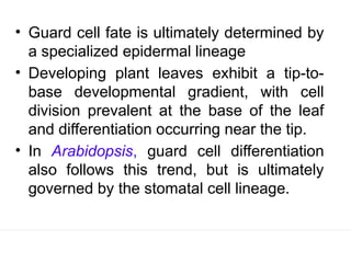Stomata and Axillary Shoot Development in plants | PPTX