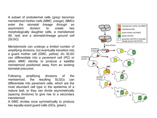 Stomata and Axillary Shoot Development in plants | PPTX