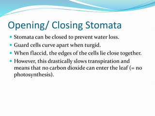 Stomata and Transpiration - Read-Only.pptx