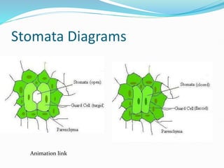 Stomata and Transpiration - Read-Only.pptx