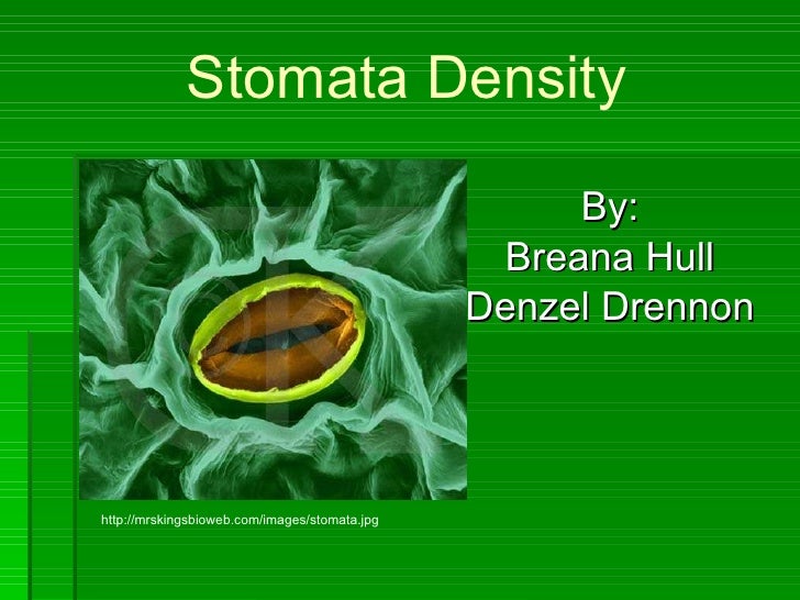 Stomata density denzel,breana