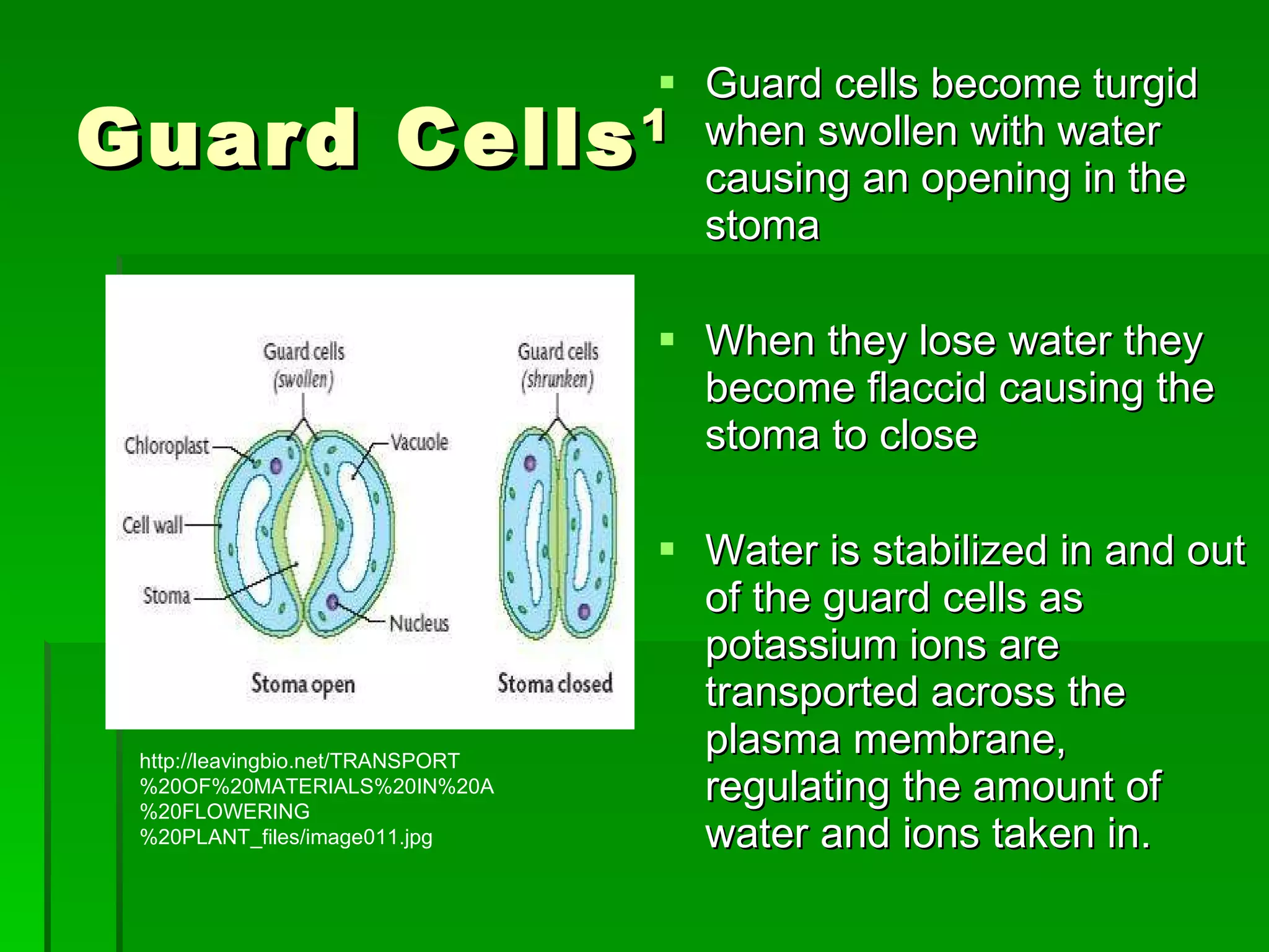 Stomata density denzel,breana | PPT