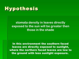 Stomata density denzel,breana | PPT