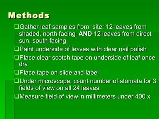 Stomata density denzel,breana | PPT