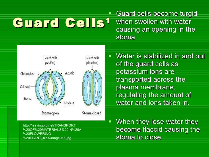 Stomata density denzel,breana