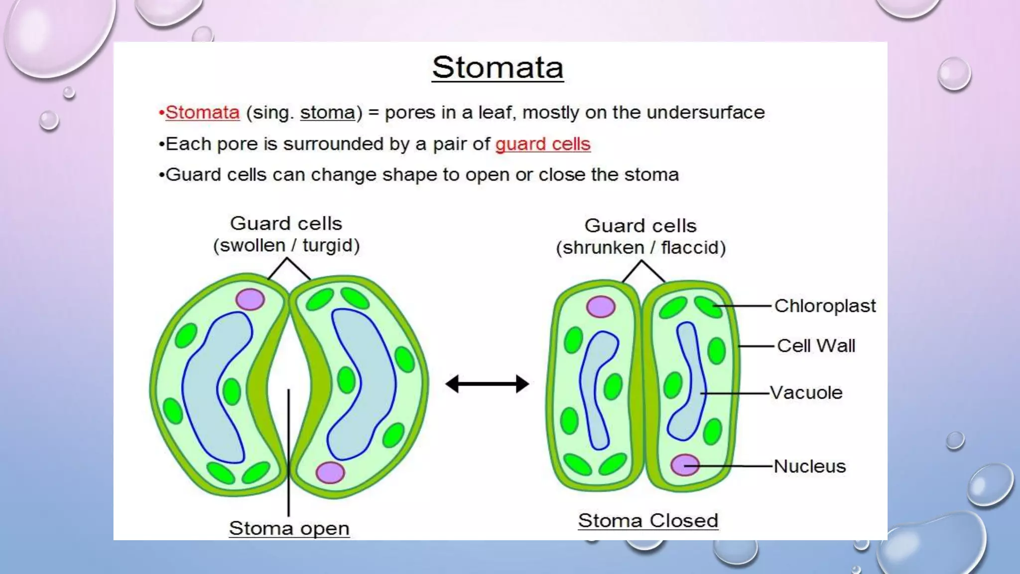 Stomatal frequency (Plant Development) | PPTX | Biological Sciences ...
