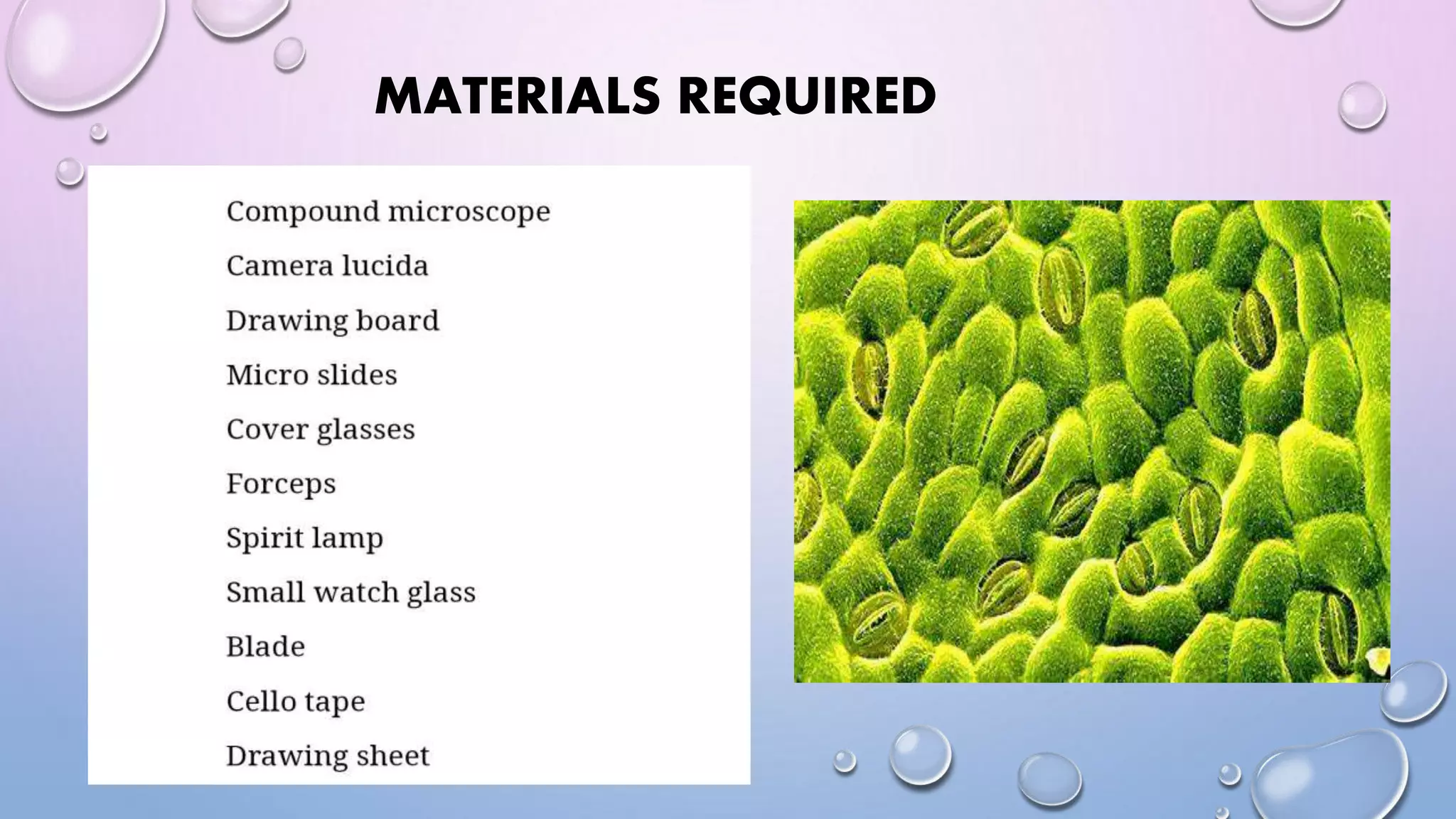 Stomatal frequency (Plant Development) | PPTX